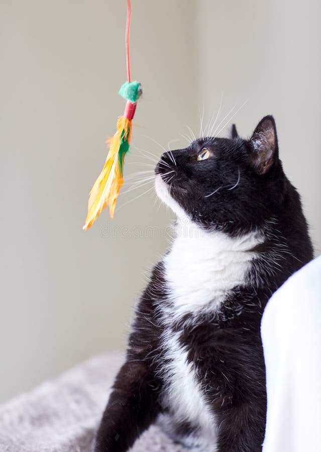 Black and White Cat Playing with Feather Toy Stock Photo - Image of ...