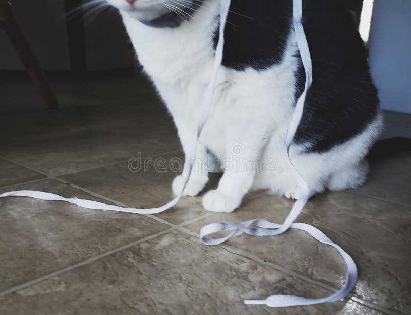 Black and White Cat Playing with String Stock Photo - Image of playing ...