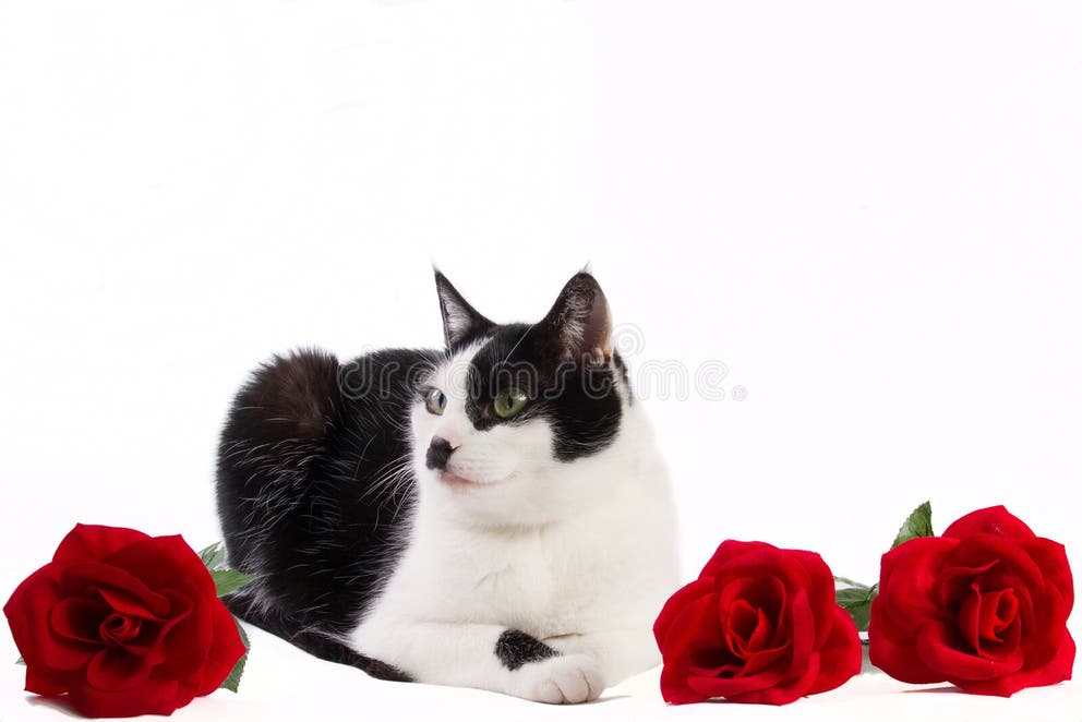 Black and White Cat with Red Roses Stock Image - Image of european ...