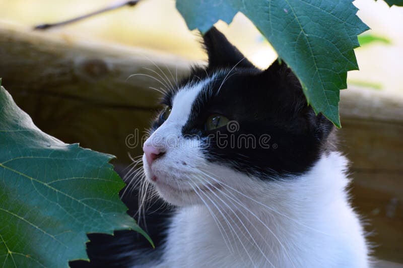 Black and White Cat Resting in the Shade Stock Image - Image of shade ...