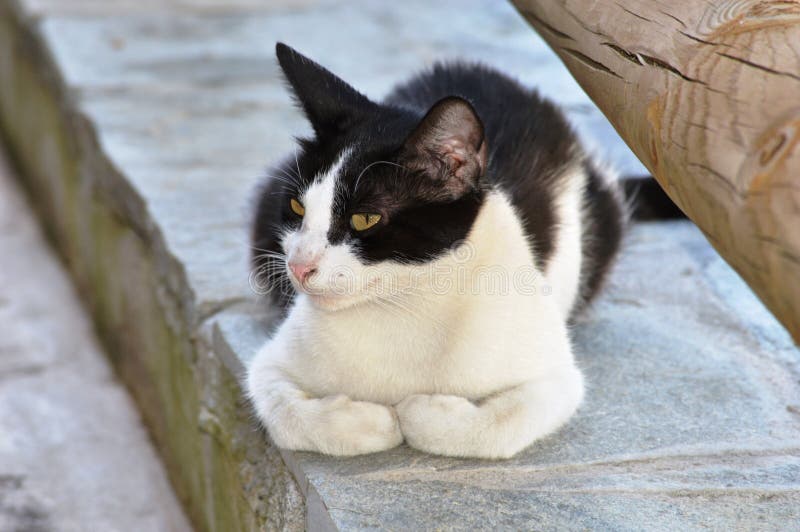 Black and White Cat Resting in the Shade Stock Image - Image of black ...