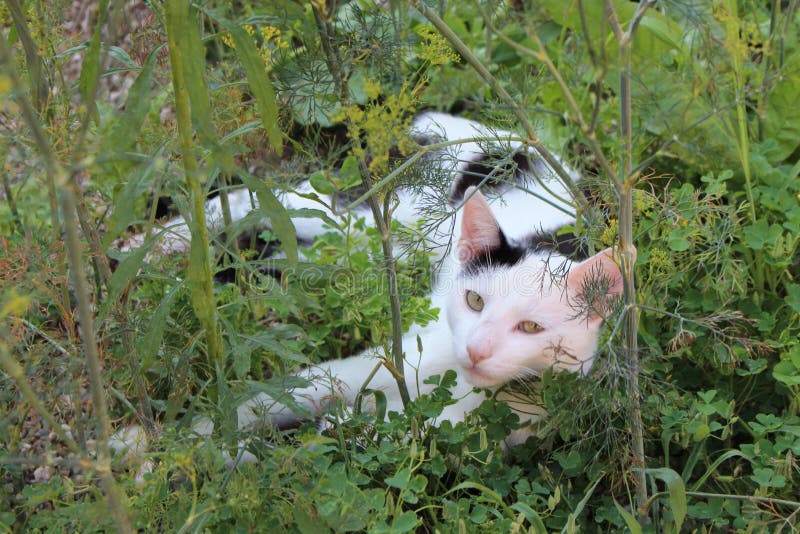 Hunter Prone Position Stock Photos - Free & Royalty-Free Stock Photos ...