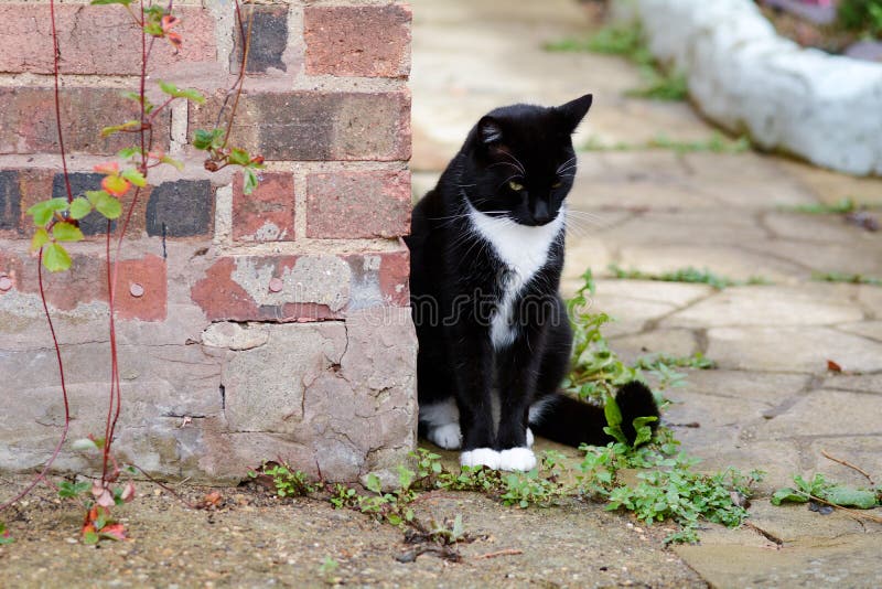 228 Leaning Black Cat Stock Photos - Free & Royalty-Free Stock Photos ...