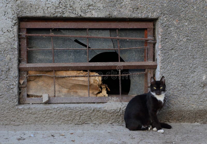 128 Broken Glass Cat Stock Photos - Free & Royalty-Free Stock Photos ...