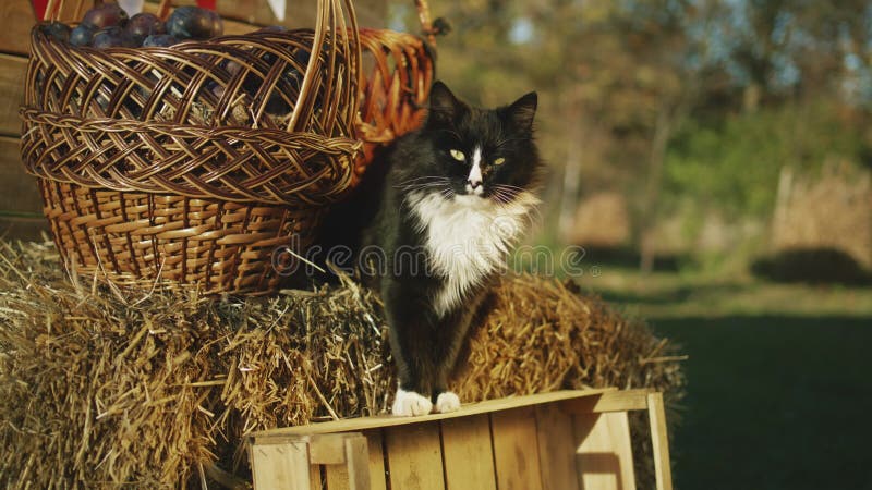 Black and White Cat Sits on Haystack Stock Video - Video of white ...