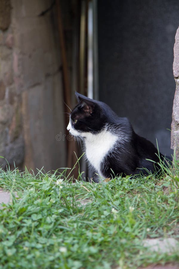 116 Basement Animals Stock Photos - Free & Royalty-Free Stock Photos ...