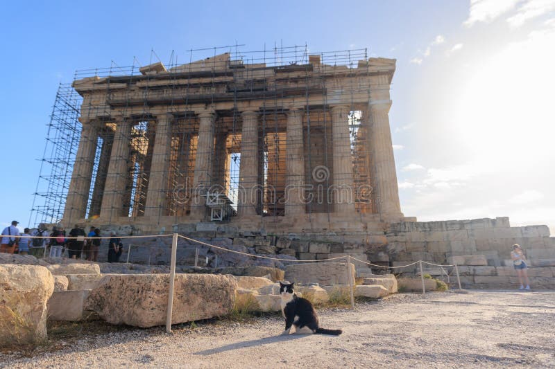 Low Angle of a Cat in Front of the Acropolis Stock Image - Image of ...