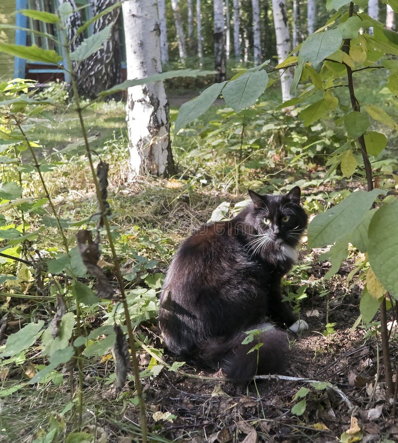 Black and White Cat Sitting Near a Tree Stock Image - Image of people ...
