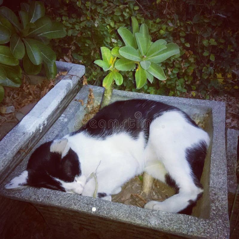 Black White Cat Sleeping in a Square Flower Pot Stock Image - Image of ...