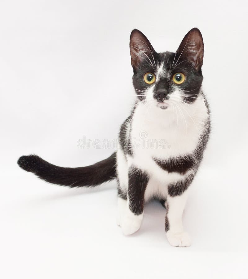Black and White Cat Standing and Looking into the Distance Stock Photo ...