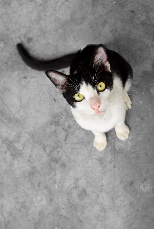 Black and White Cat Staring at Camera Stock Image - Image of staring ...