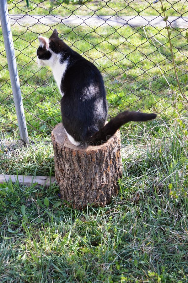 Black and White Cat on a Stump Stock Photo - Image of fence, color ...