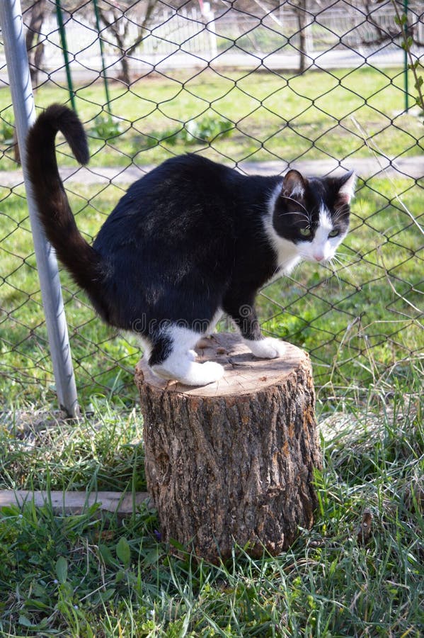 Black and White Cat on a Stump Stock Image - Image of plant, animal ...