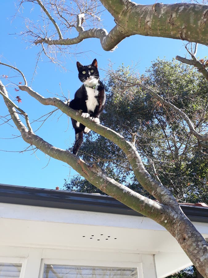 Black and White Cat Up a Tree Stock Photo - Image of tree, white: 191656392