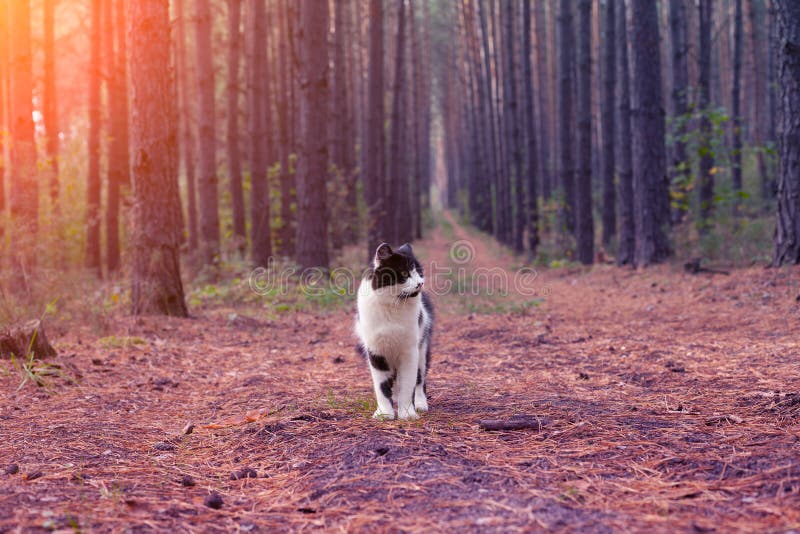 Black and White Cat Walk in the Pine Forest Stock Image - Image of ...