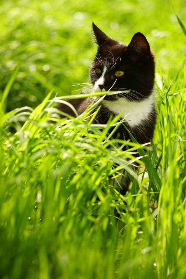 Black White Cat Walk in Vivid Green Grass on a Spring Day Stock Image ...