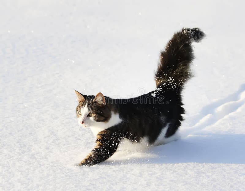 Black and White Cat Walking in Deep Snow Stock Image - Image of outdoor ...