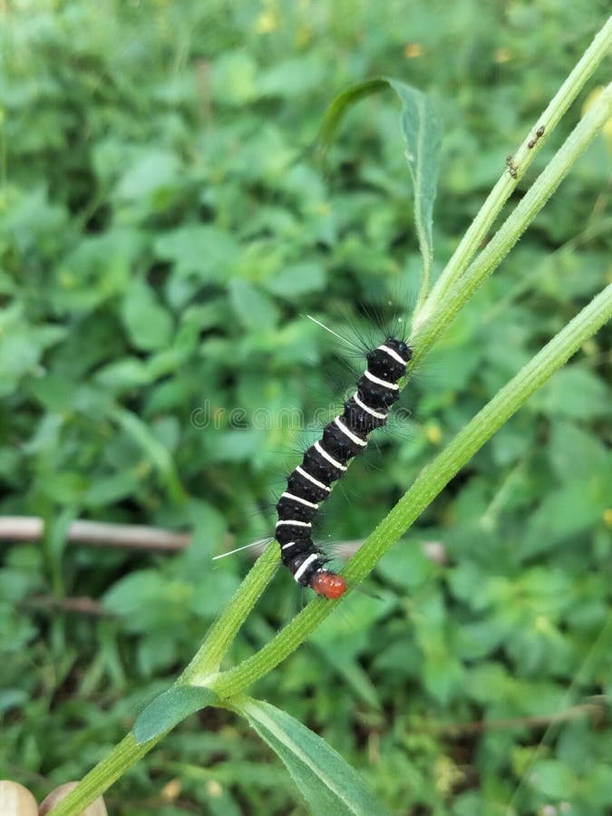 Black and White Caterpillar Stock Photo - Image of leaf, wild: 248965170