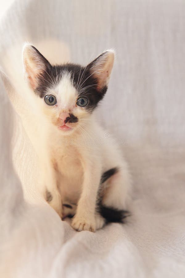 Black and White Cats Get Shocked with Flash Stock Image - Image of ...