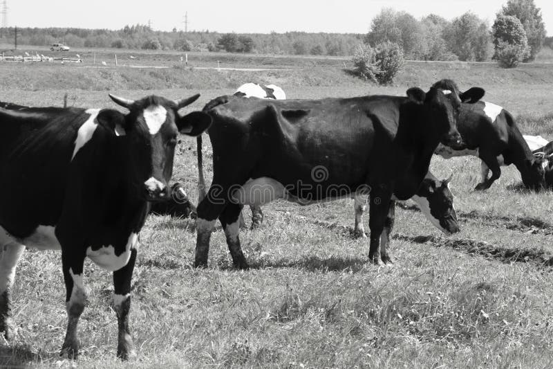 Black and White Cattle Cows Grazing on Farmland. Stock Image - Image of cattle, land: 285419143