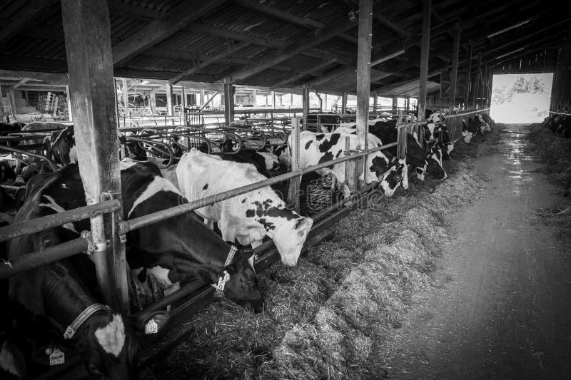 Black and White Cattle Stand in the Barn for Feeding Stock Image ...
