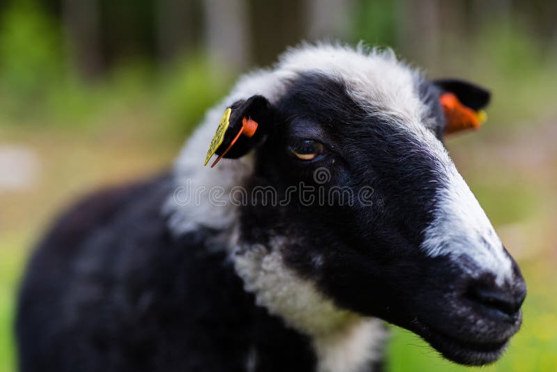 A Black and White Cheep at a Farm Stock Photo - Image of selfsupporting ...