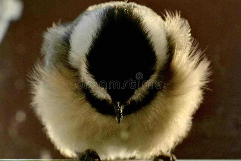 A Chickadee Shows Fluffed Feathers in a Strong Wind. Stock Image ...