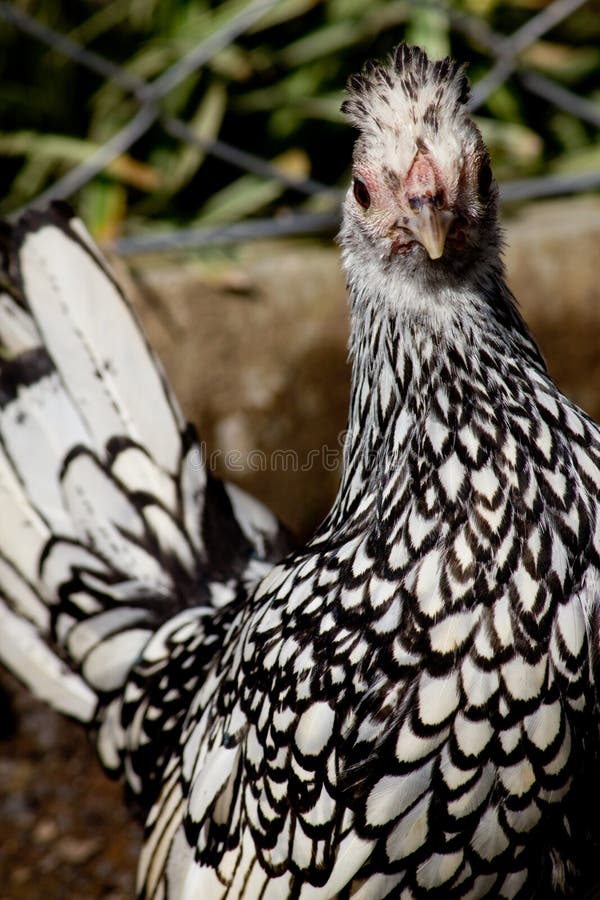 Black and White chicken stock image. Image of feathered - 24905751
