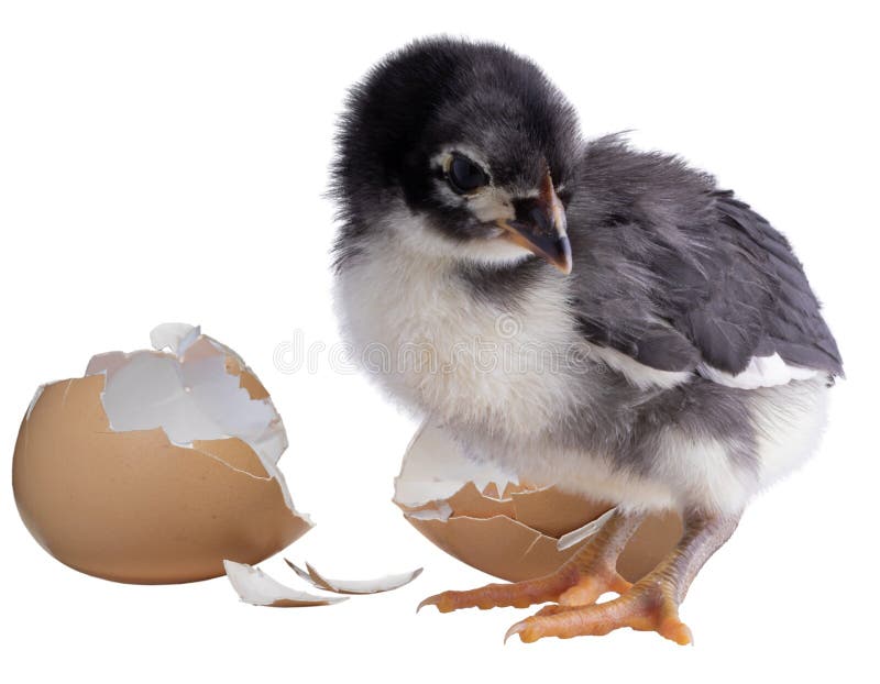 Black and White Chicken Chick and Egg Shell Stock Image - Image of ...