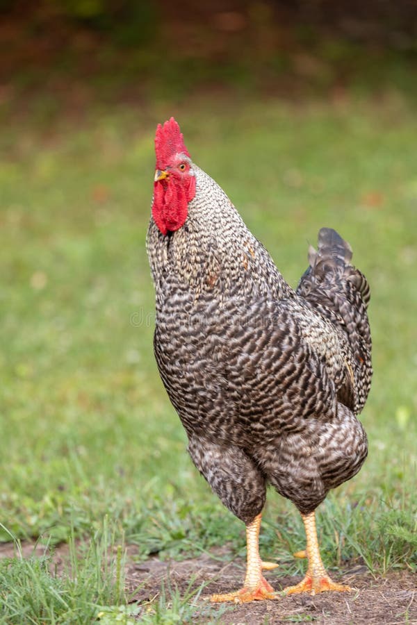 Black & white chicken stock photo. Image of dinner - 239259934