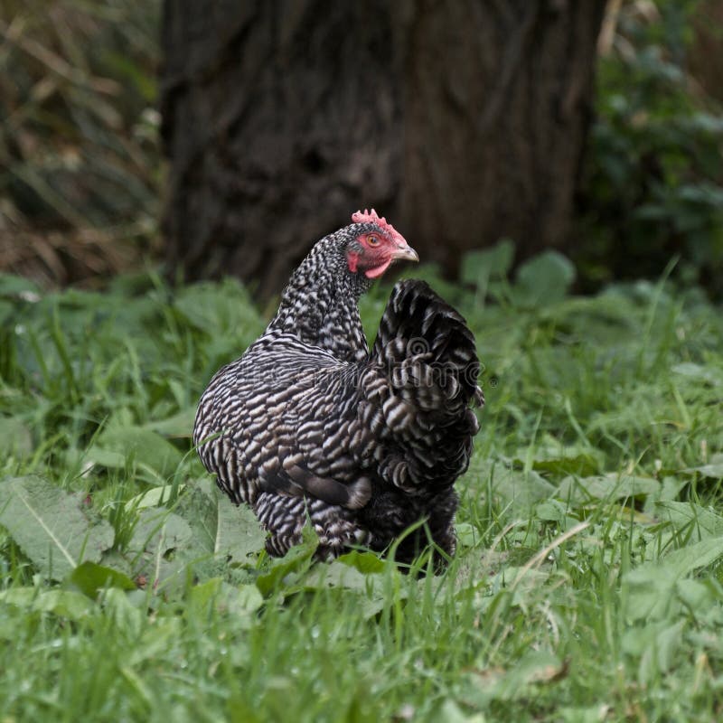 Wild chicken in the park stock image. Image of white - 104869839