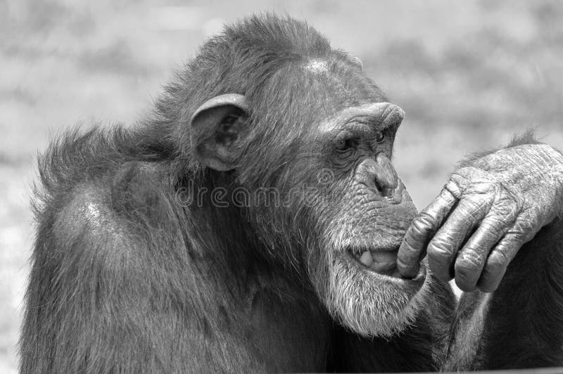 Black and White Chimp. stock photo. Image of chimp, beast - 1086322