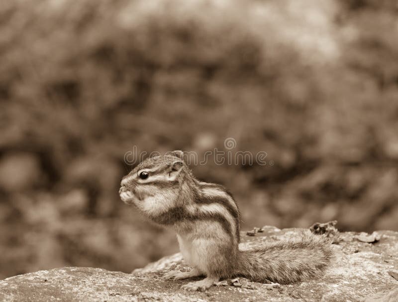 Black Chipmunk Stand on Ground Stock Image - Image of holding, rodent ...