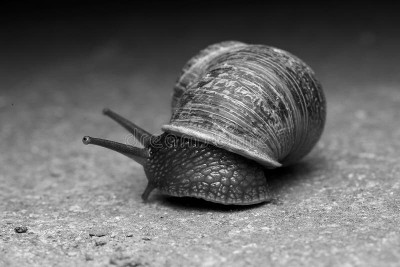 Black and White Close-up of a Snail on Rough Surface Stock Image ...