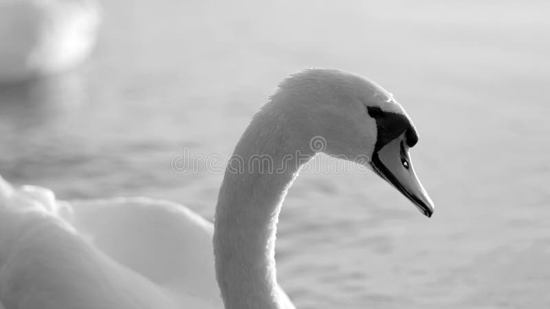 Black and White Close Up of Swan Side Profile Stock Photo - Image of ...