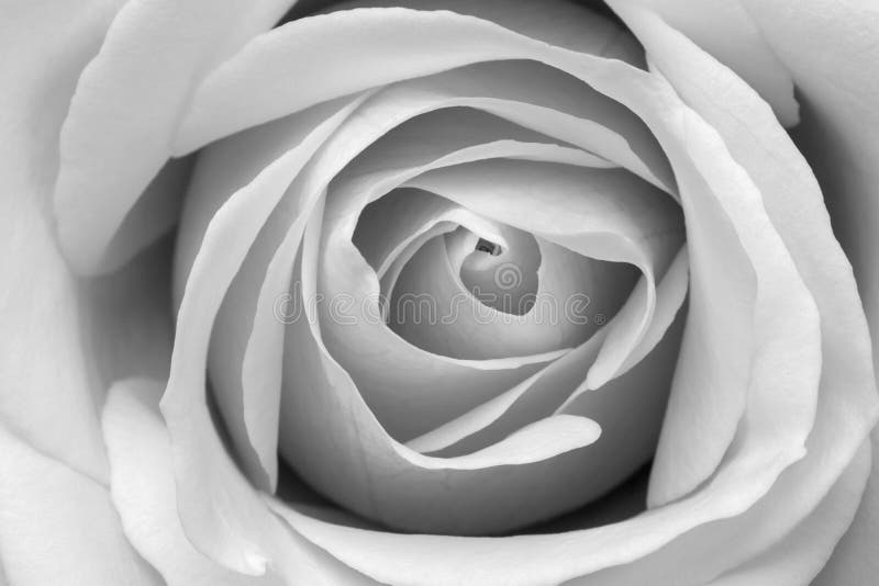 Black and White Closeup of a Ivory Rose (Rosa) Stock Photo - Image of ...