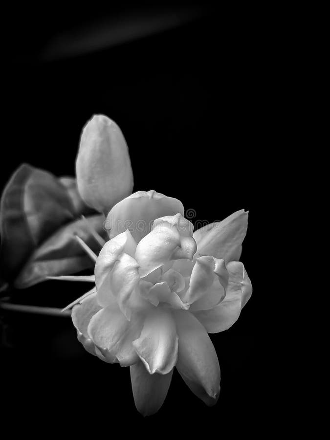 Black and White Closeup of Mogara or Jasmin Flower Stock Photo - Image ...