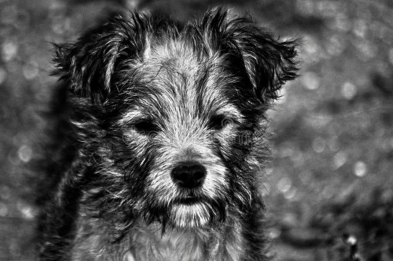 Black and White Closeup Shot of a Puppy Stock Image - Image of isolated ...