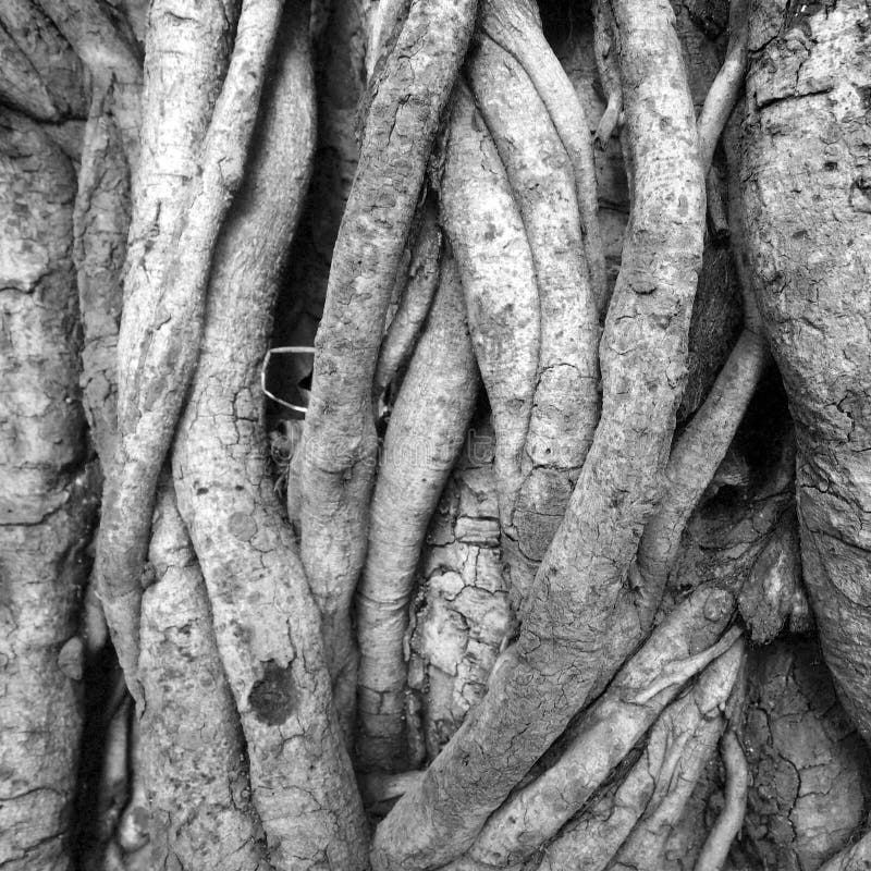 Black and White Close Up of Tree Trunk Roots with Carvings Stock Image ...