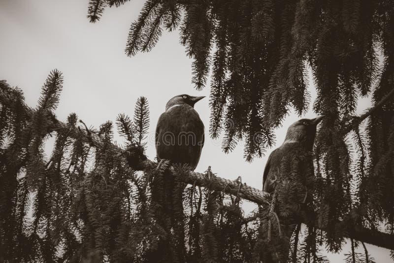 Black and White Closeup of Two Crows Sitting on a Fir Tree Branch Stock ...