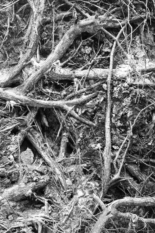 Abstract Close Up of Conflicted Matted Jumble of Tree Roots Amid Soil ...