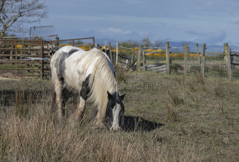 Horse Long Main White Background Stock Photos - Free & Royalty-Free ...