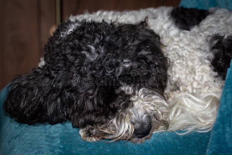 Black and White Cockapoo in a Field Stock Image - Image of canis ...