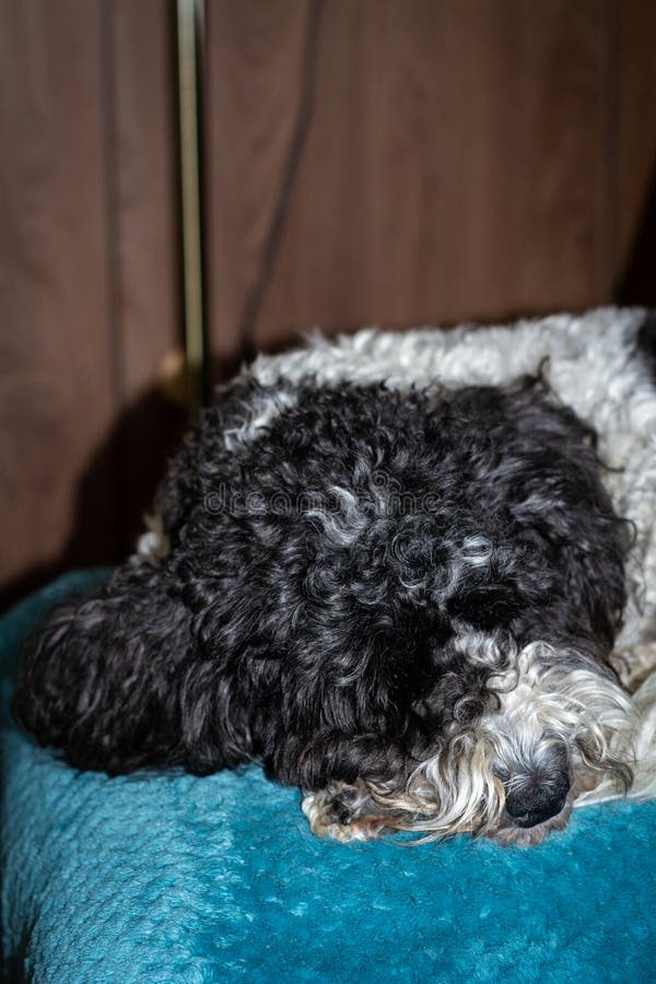 Sleepy Cockapoo stock image. Image of gardens, friendly - 140501247