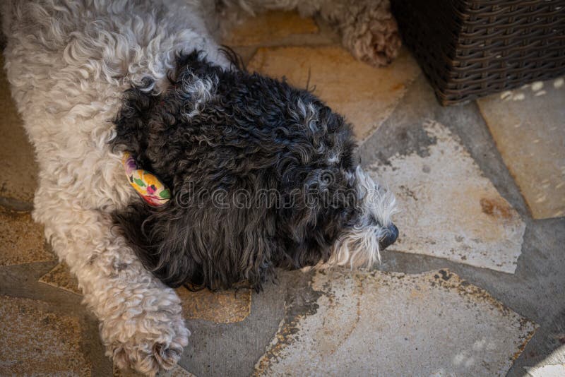 Dog sleeping on the patio stock image. Image of familiaris - 235818817