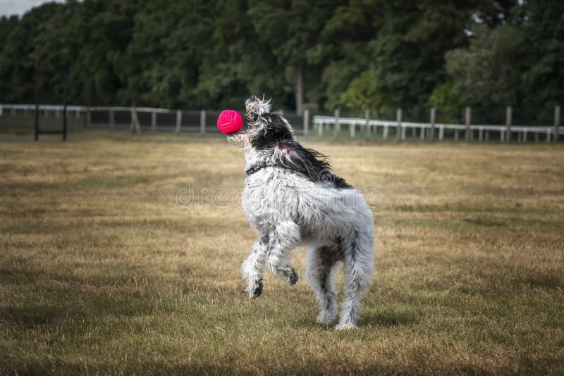 Black and White Cockapoo Chasing a Ball in a Field Stock Image - Image ...