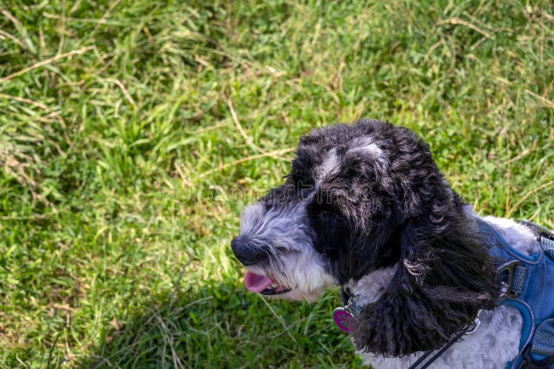 Cockapoo in a Field in Summer Stock Image - Image of carnivore ...
