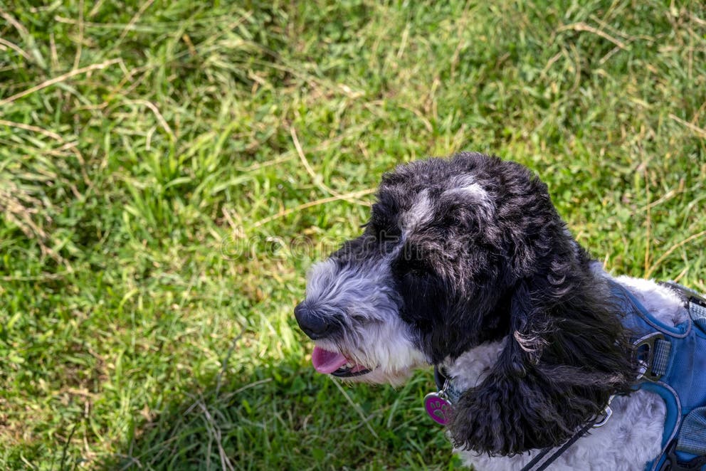 Cockapoo in a Field in Summer Stock Image - Image of carnivore ...