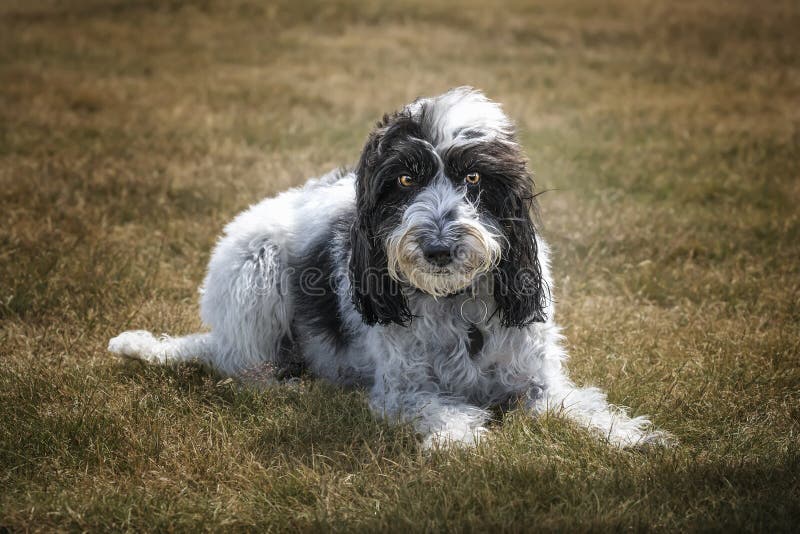 Black and White Cockapoo Laying Down in a Field Stock Photo - Image of ...