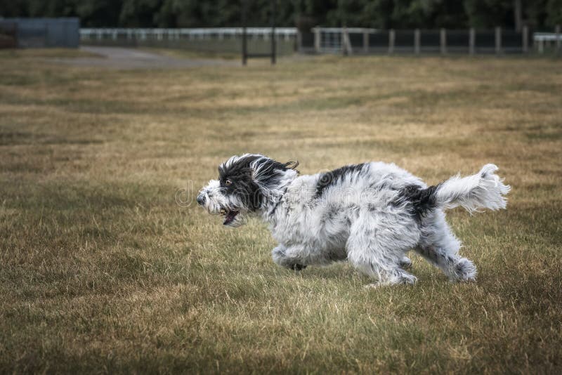 Black and White Cockapoo Running in a Field Stock Image - Image of pose ...